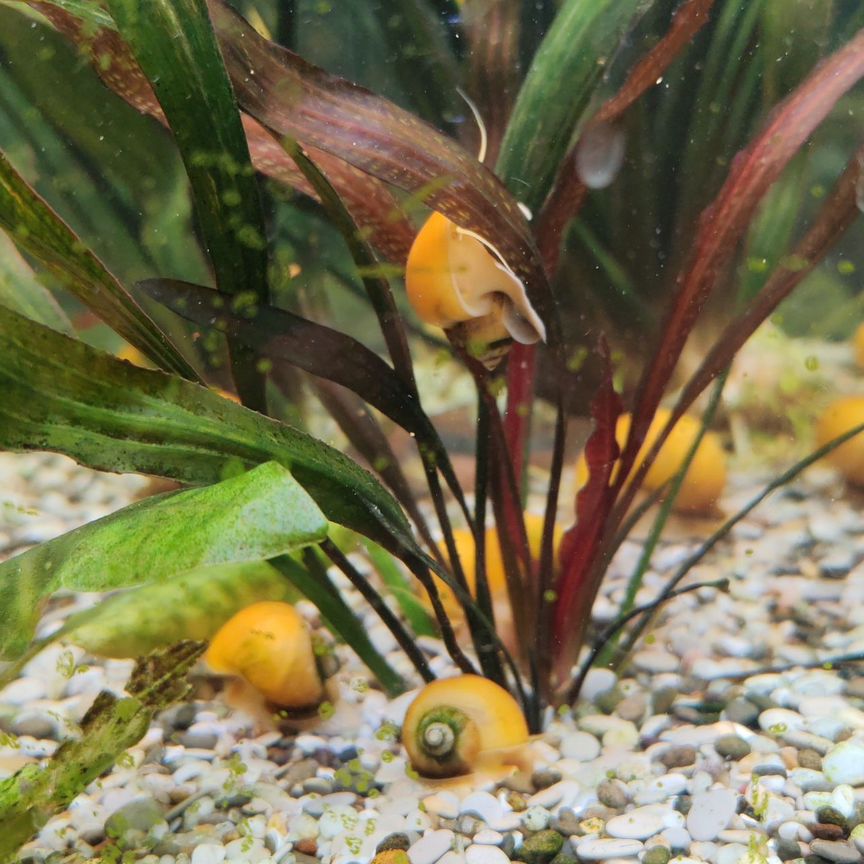 Эхинодорус Красный криман