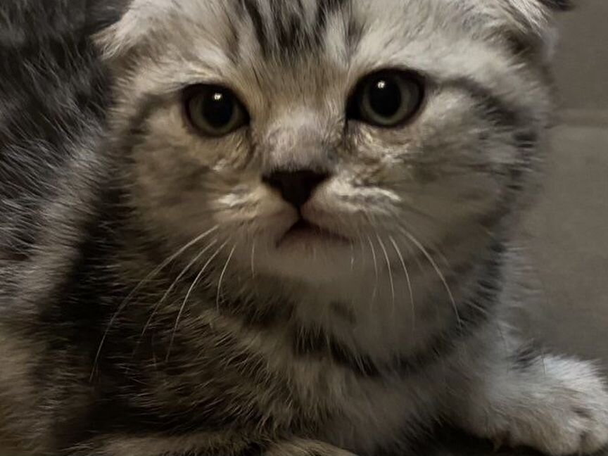 Котенок мальчик Шотландская вислоухая