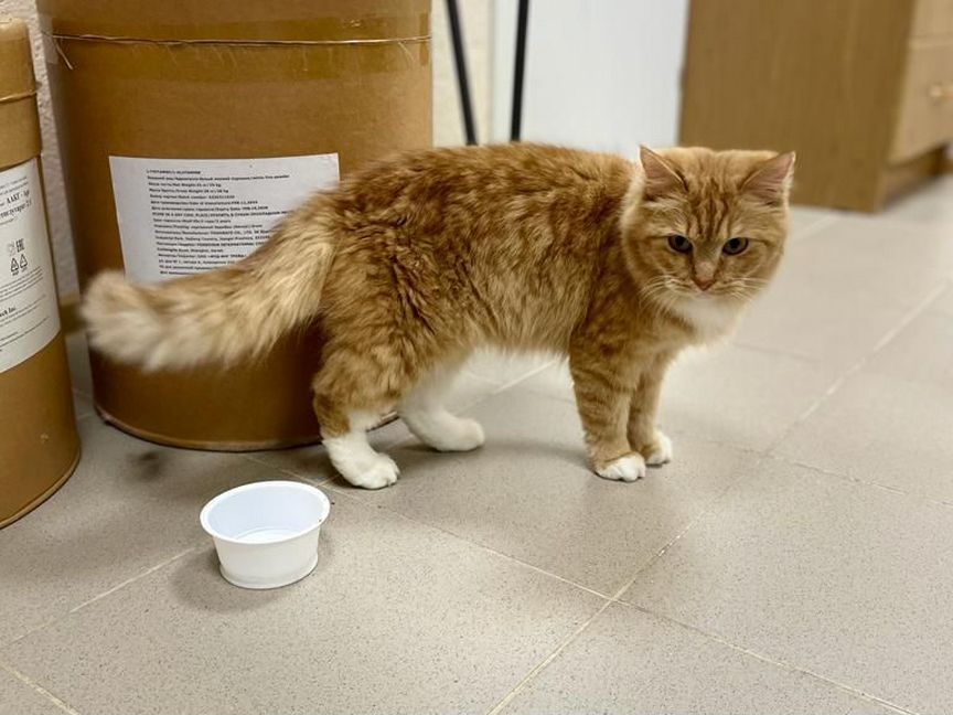 Рыжий котик на удачу