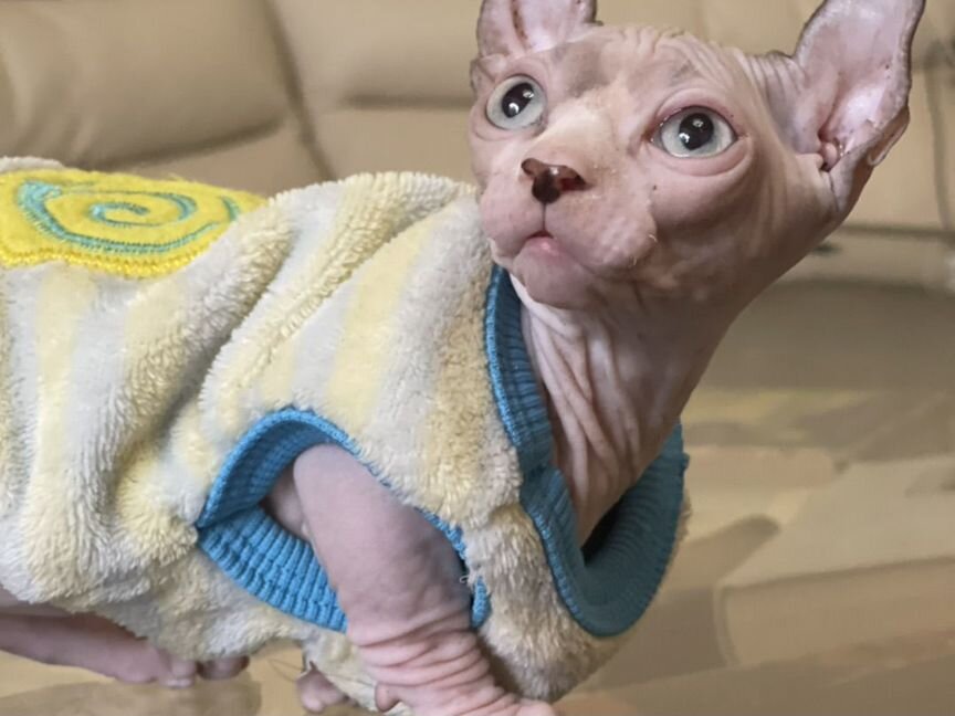 Котик двельф, голубоглазое чудо на коротких лапках