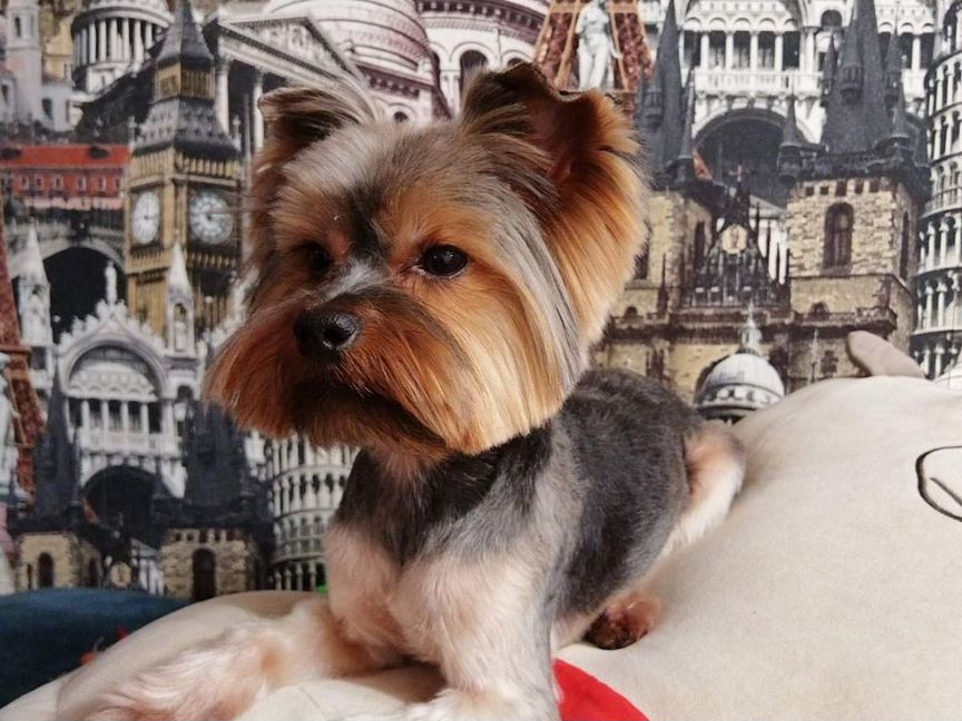 Йоркширский терьер мини беби фейс