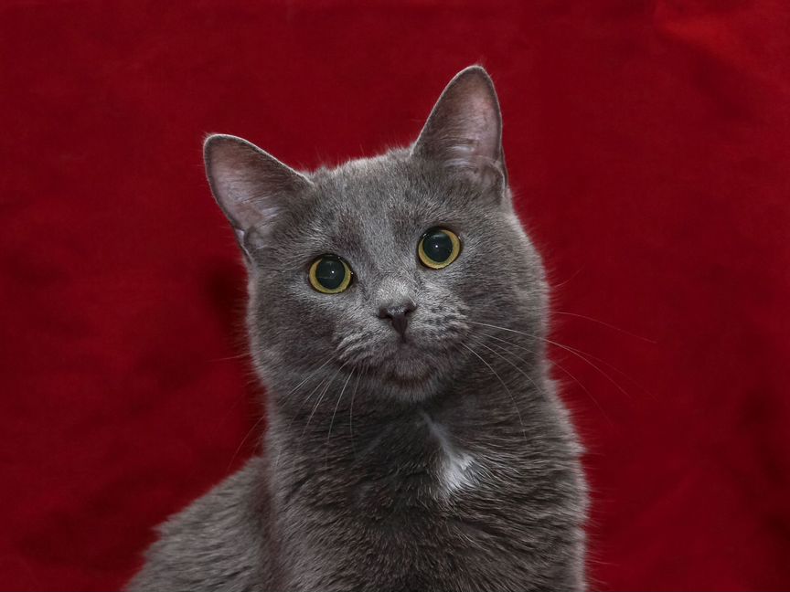 Русская голубая отдам