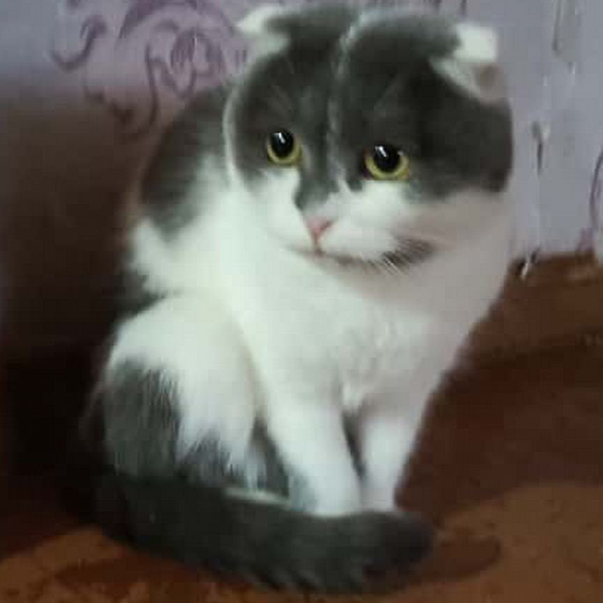 Британская короткошёрстная кошка, взрослая