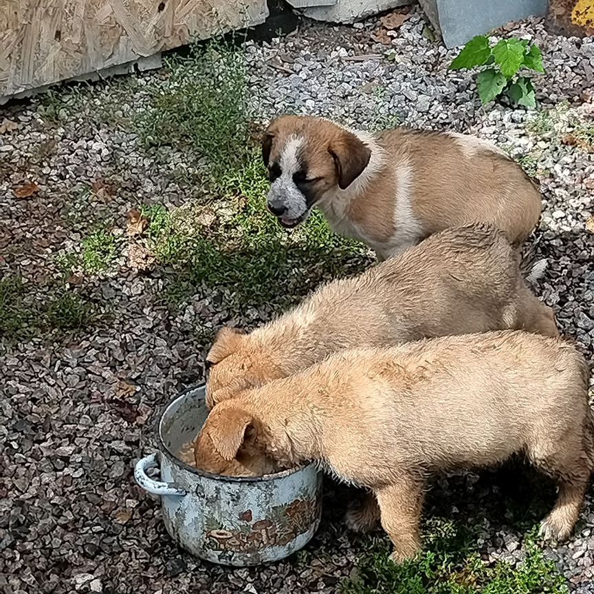 Две девочки и мальчик в добрые руки