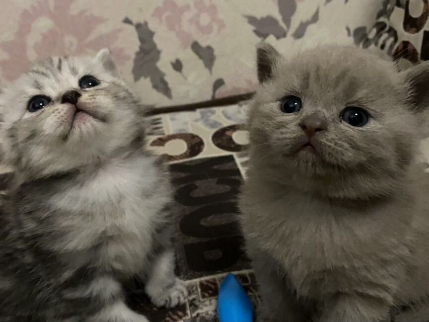 Шотландские котята