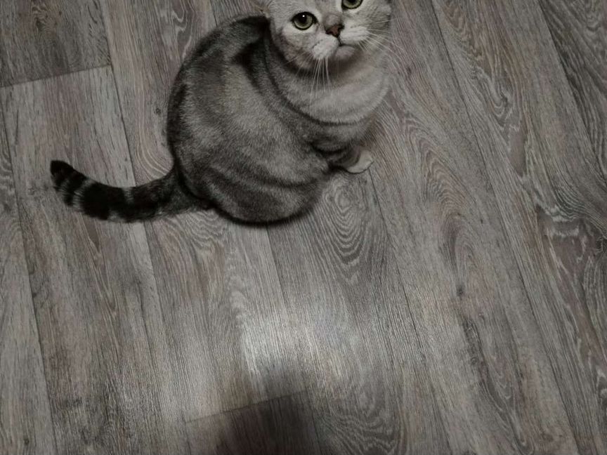 Шотландский прямоухий кот