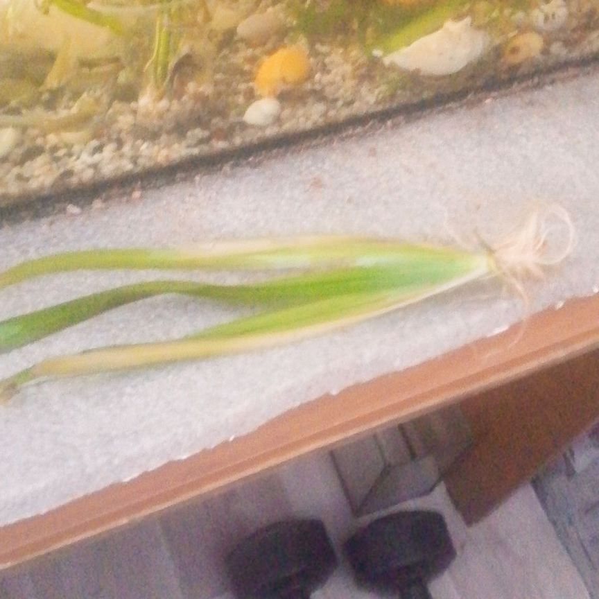 Трава для аквариума