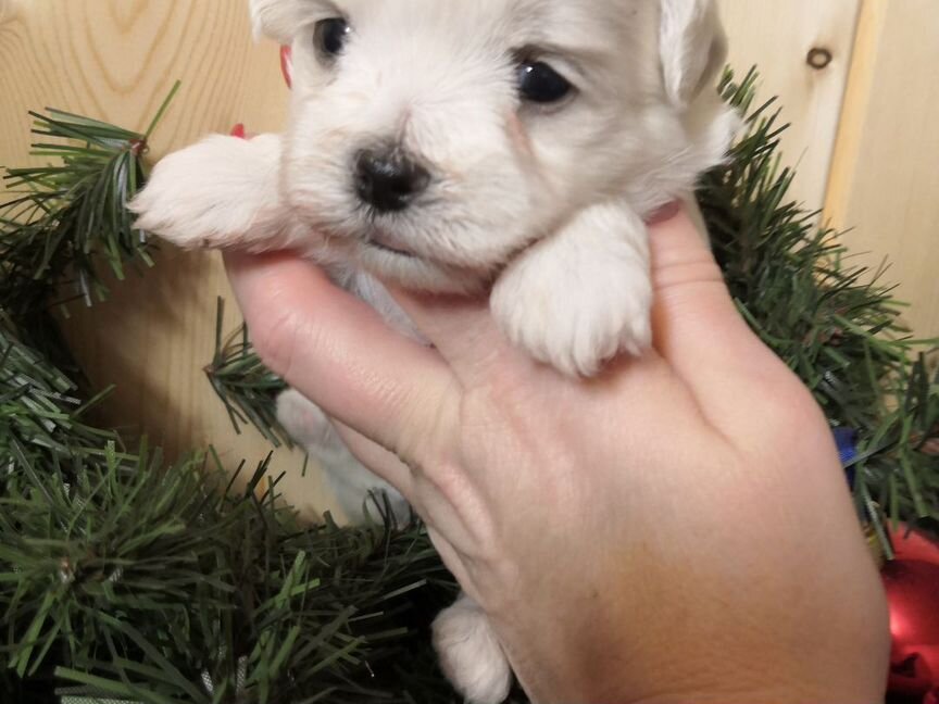 Мальтийская болонка