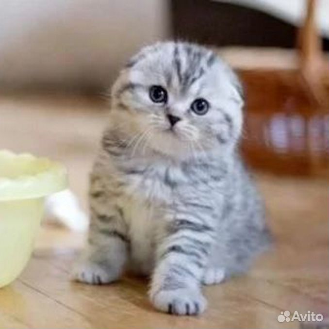 Котенок породы вислоухой шиншиллы