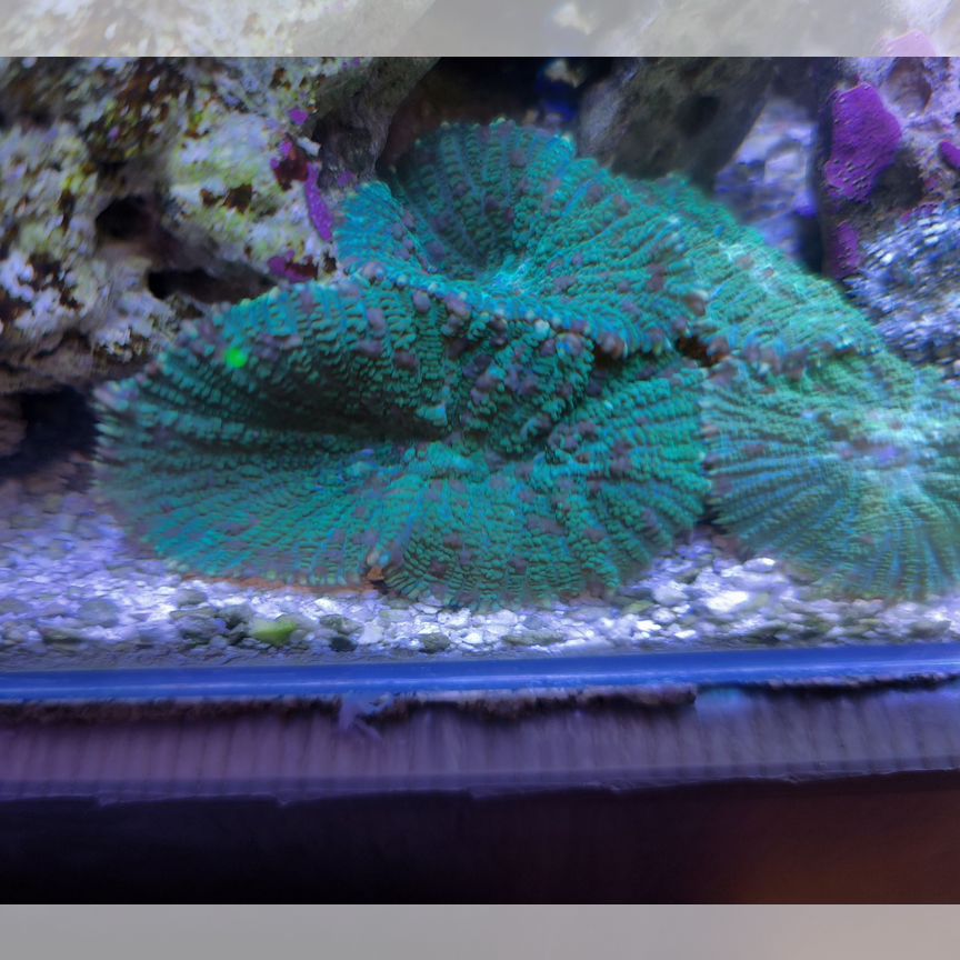 Родактис зелёный