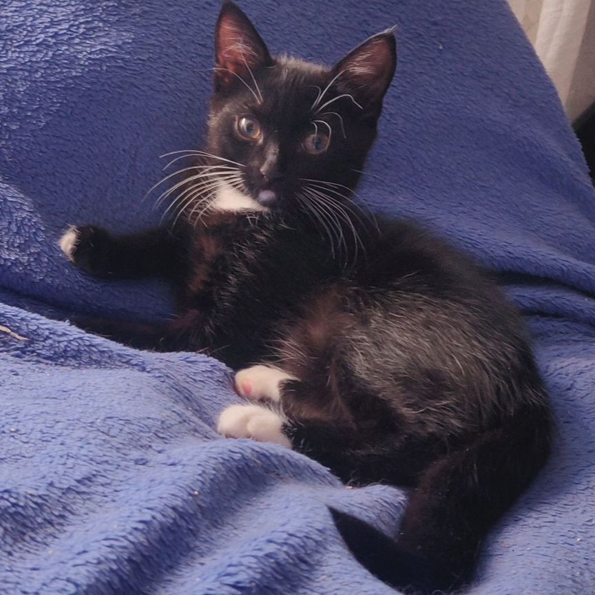 Котёнок от частного владельца