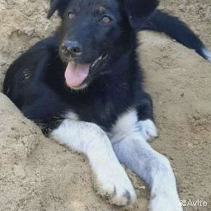 Собака ждёт любящего хозяина