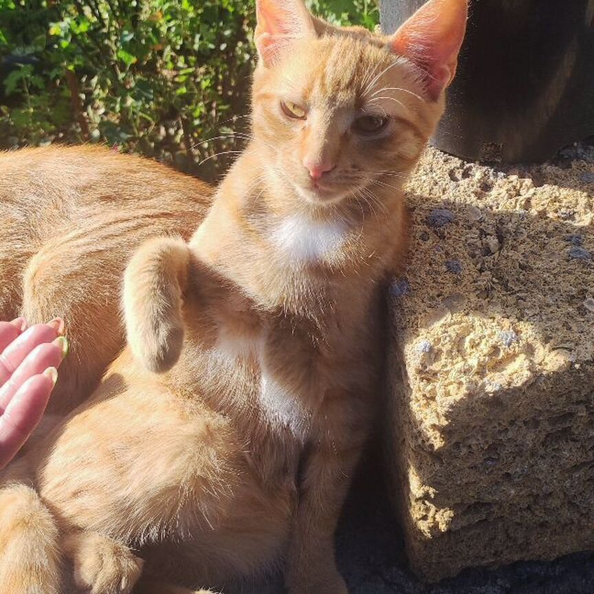 Кошечка