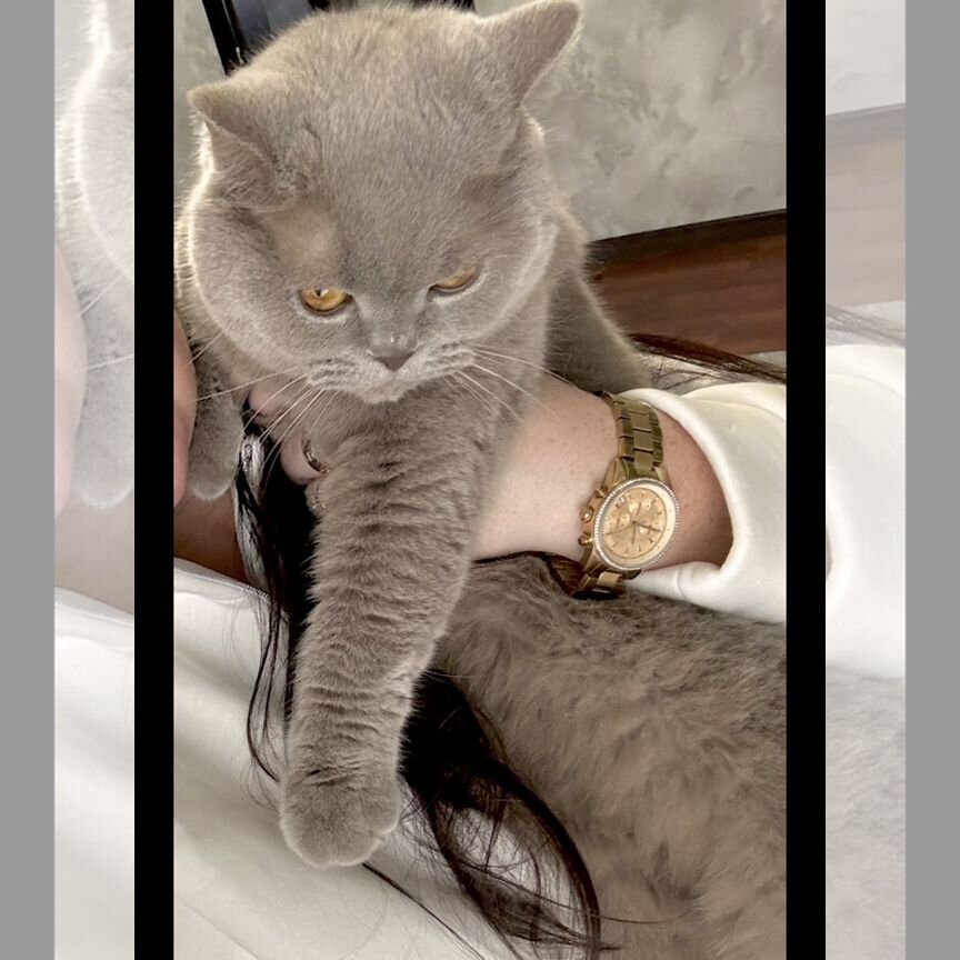 Британский длинношёрстный кот, взрослый