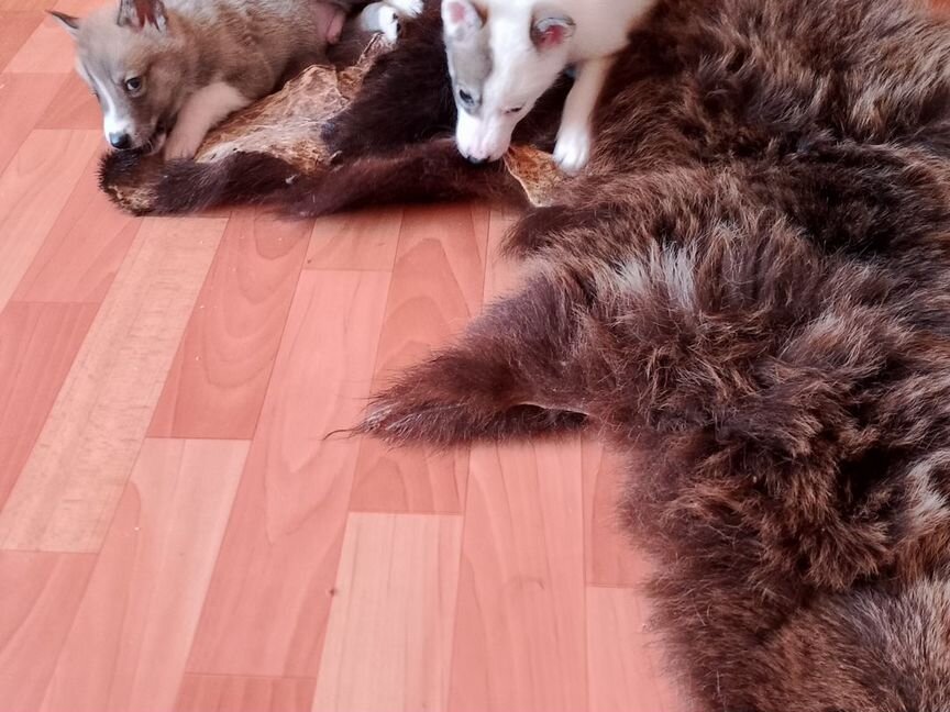 Щенки лайки зсл