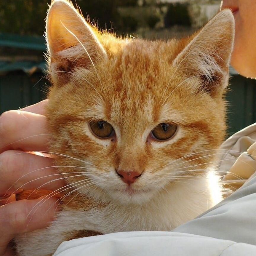 Пончику нужен дом