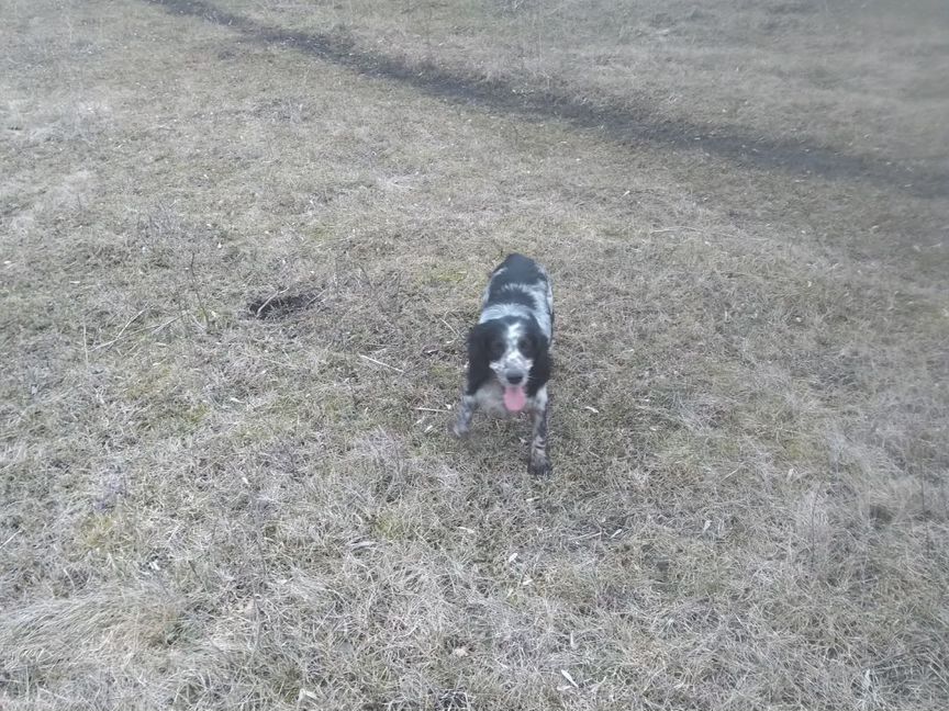 Собаки бесплатно в добрые руки