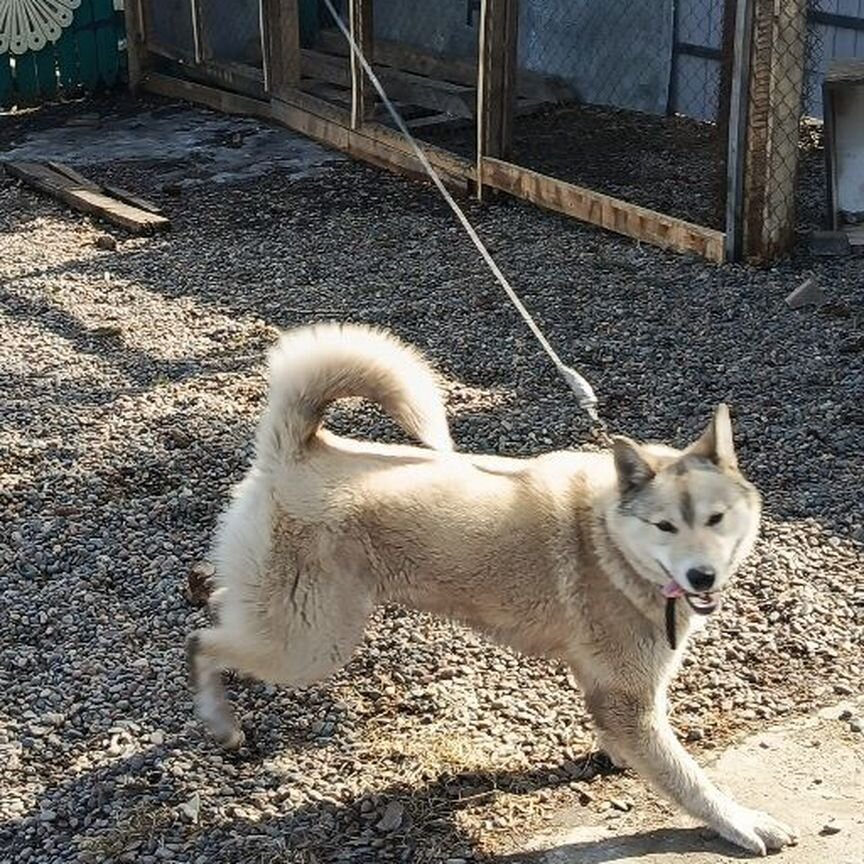 Западносибирская лайка, щенок