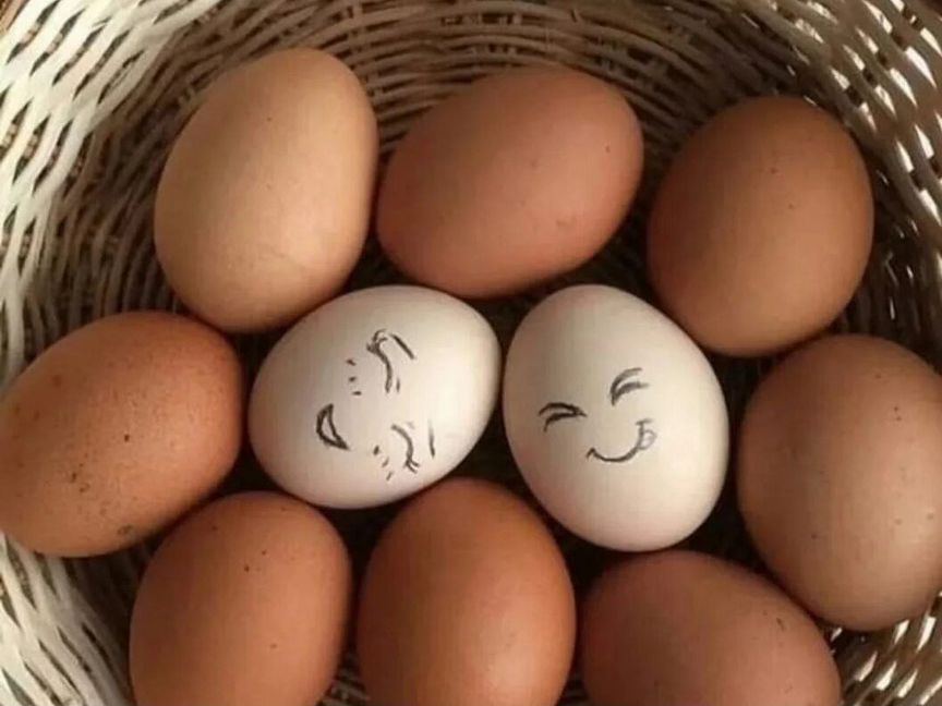 Инкубационное яйцо кур