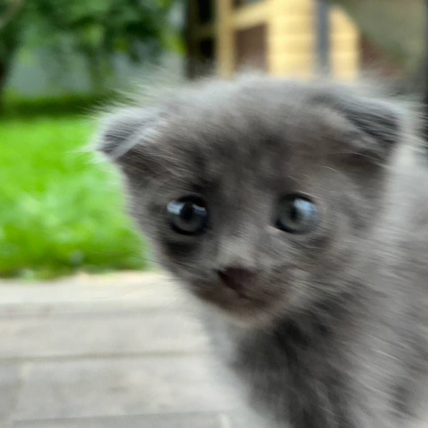 Шотландская вислоухая