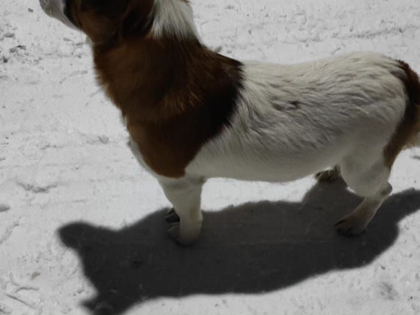 Найден щенок породы Джек Рассел