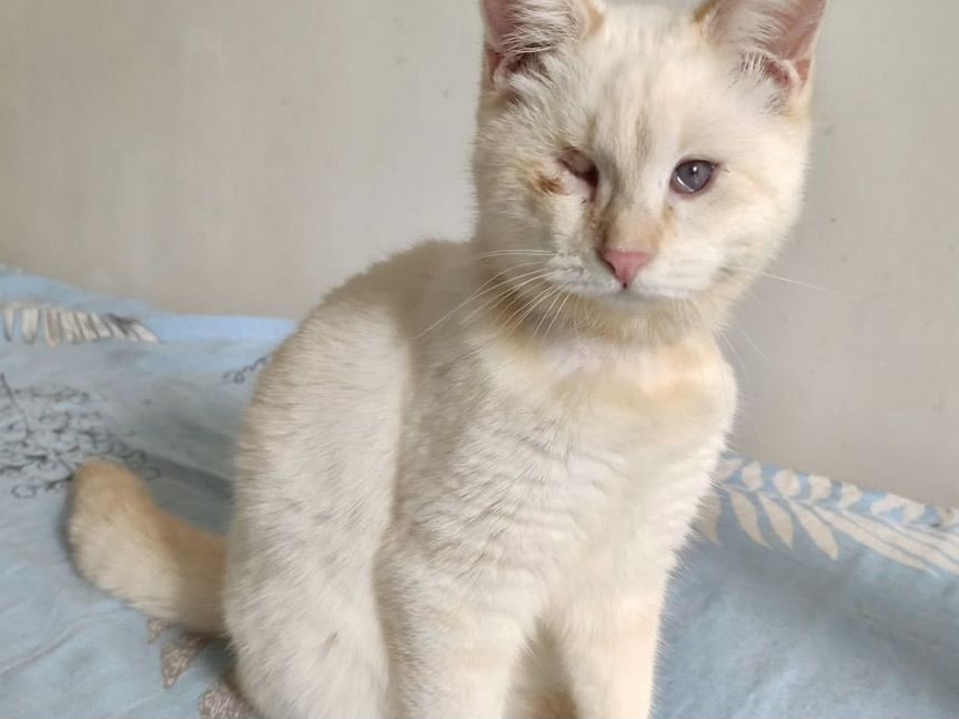 Неужели у особенных животых нет шансов