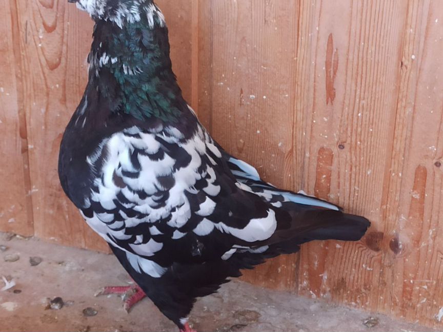 Продажа голубей