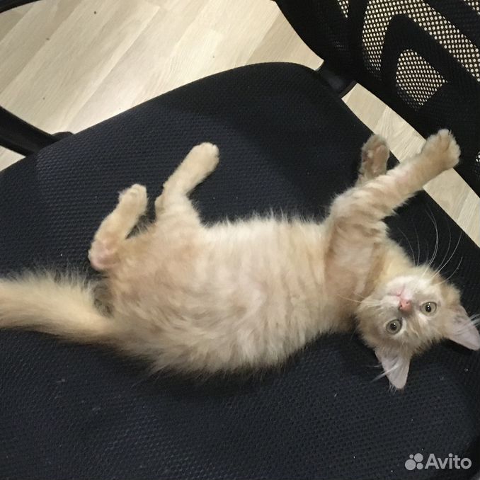 Отдам котенка в добрые руки. Ласковый, игривый