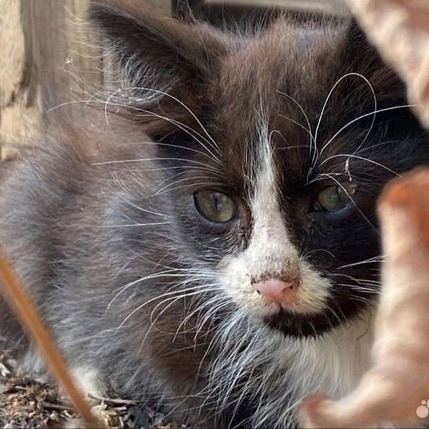 Котенок в добрые руки