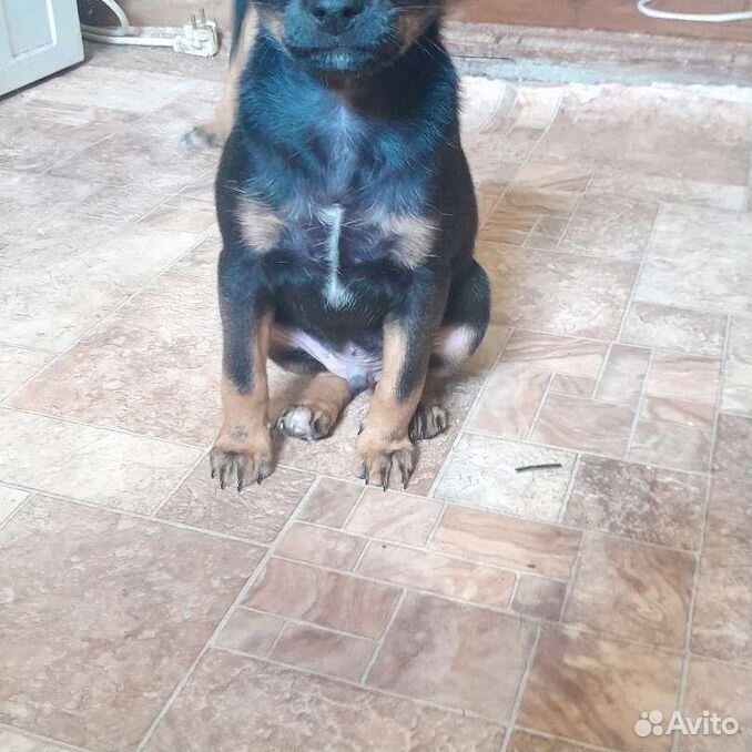 Собака мальчик мама чиха папа тойчик