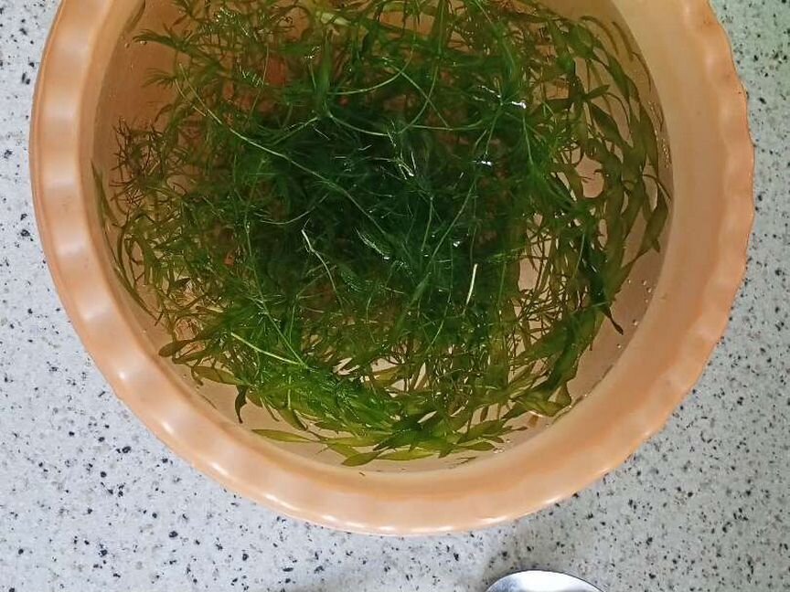 Валлиснерия, роголистник, дубок