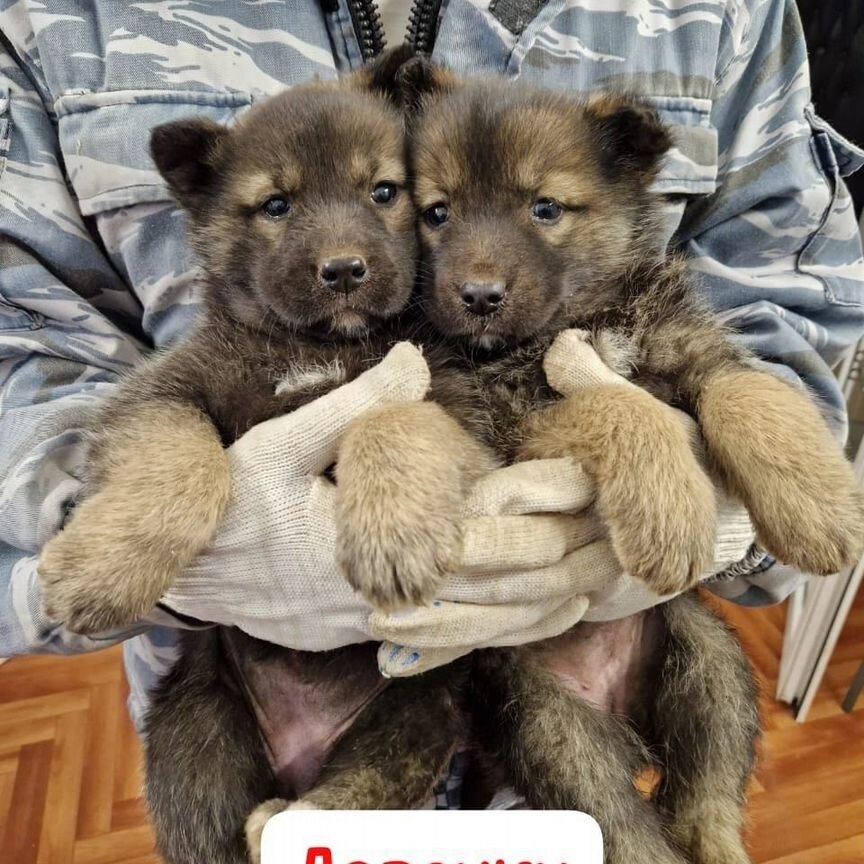 Щенки девочки 1 месяц