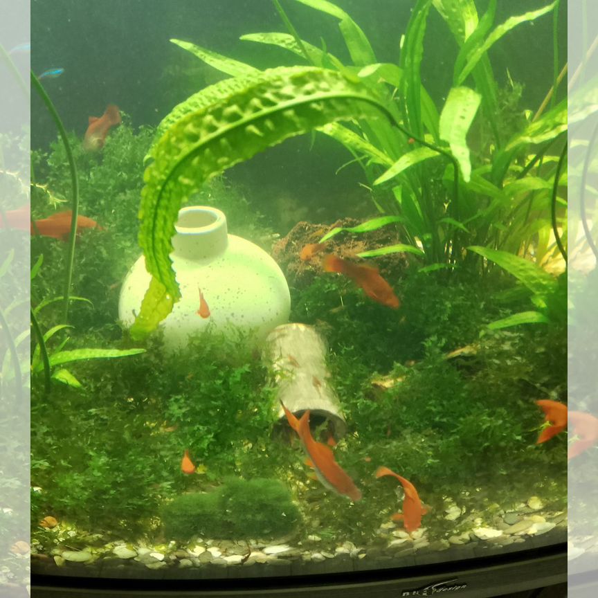 Рыбки для аквариума