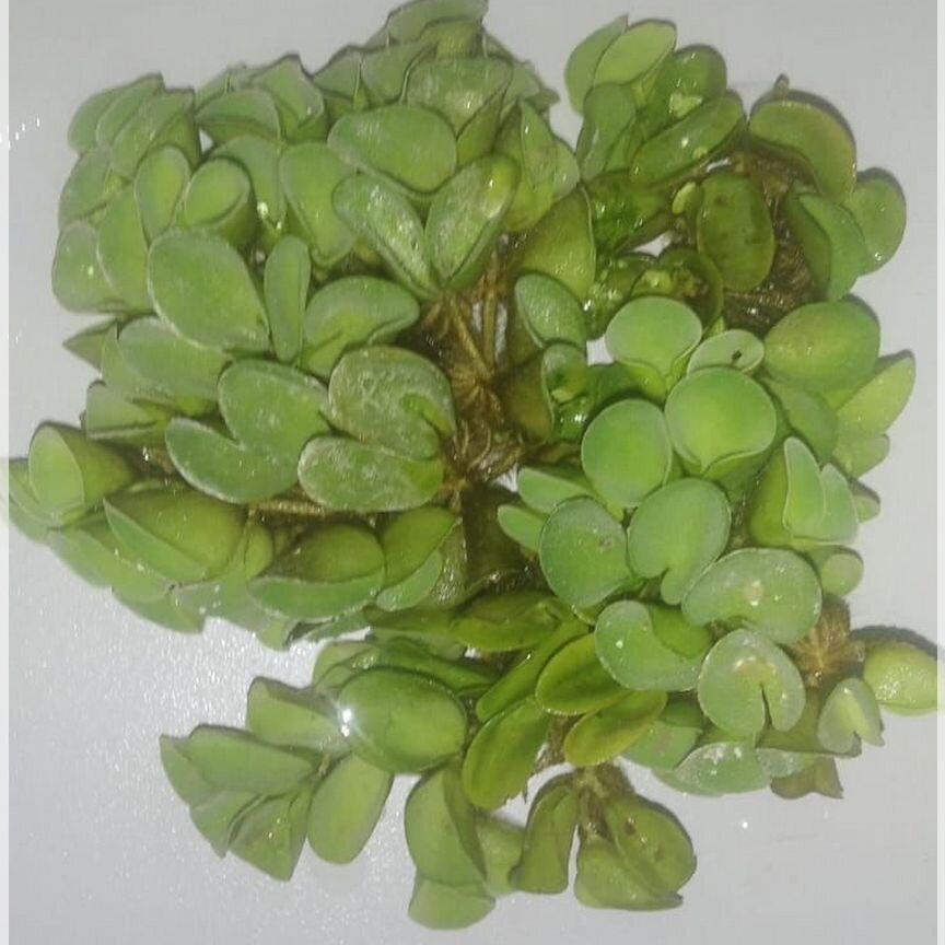 Аквариумные растения Сальвиния