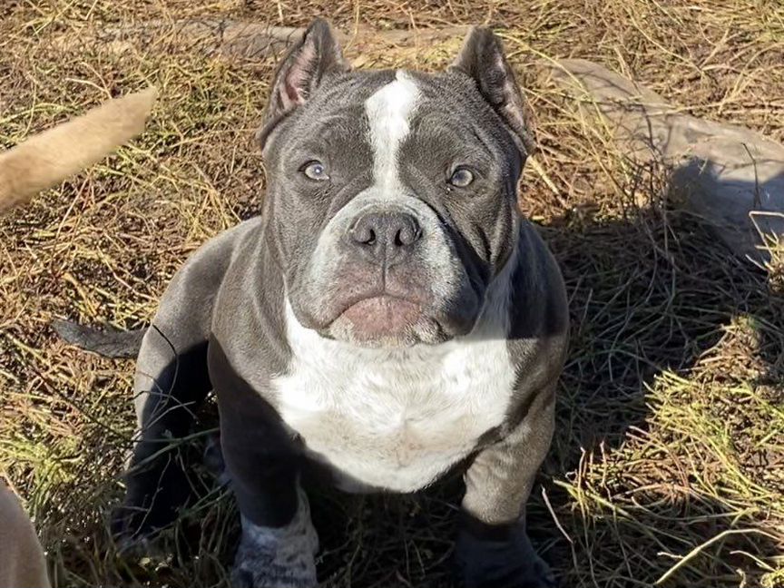 Американский булли - красотка низкий покет