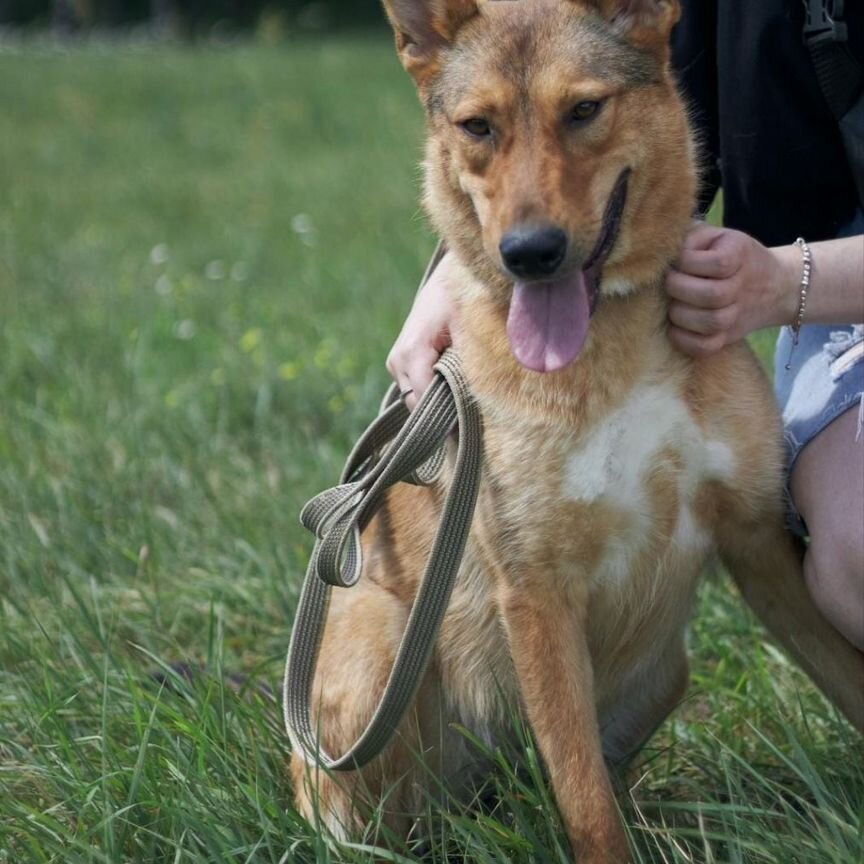 Ждёт в клетке