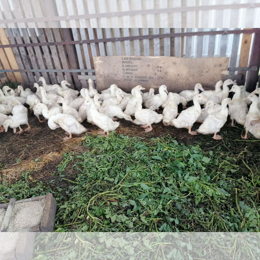 Утки Ст 5, 35 дней