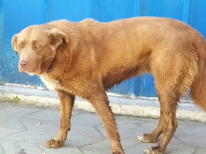 Метис лабрадора в добрые руки