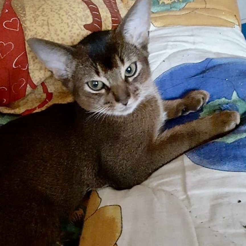 Абиссинский красивый мальчик