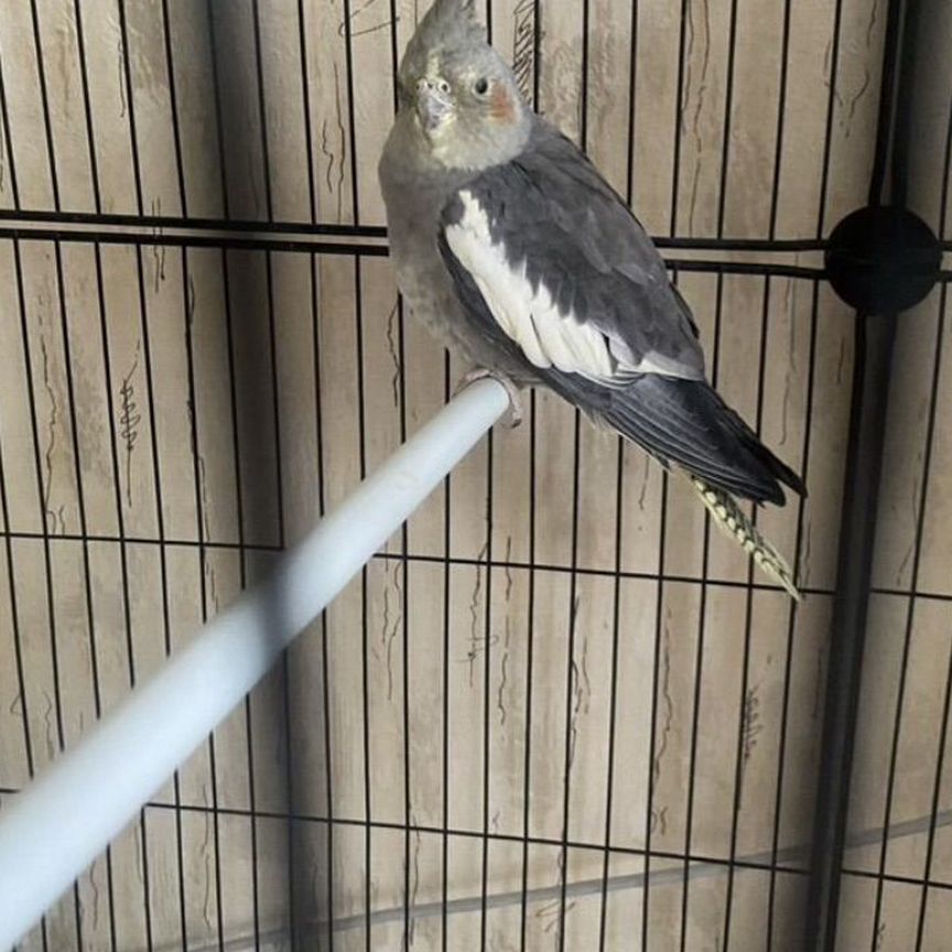 Попугай корелла