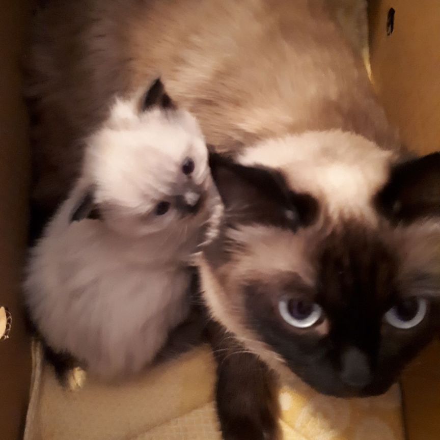 Невская маскарадная