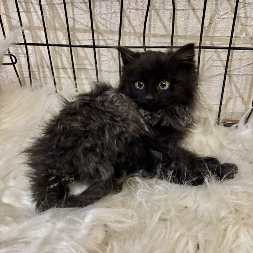 Котенок мальчик в добрые руки