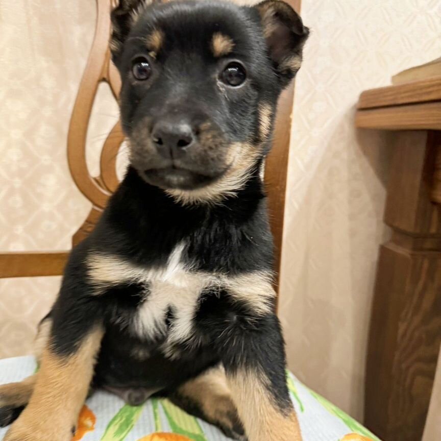 Щенок в добрые руки