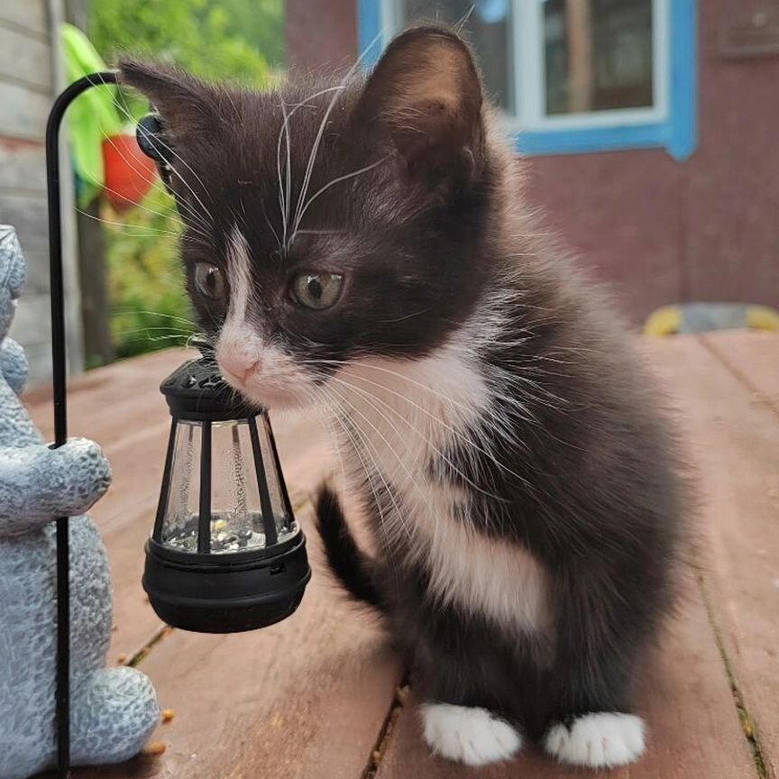 Котёнок в добрые руки