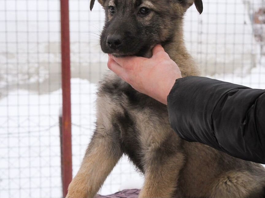 Вольф ищет дом