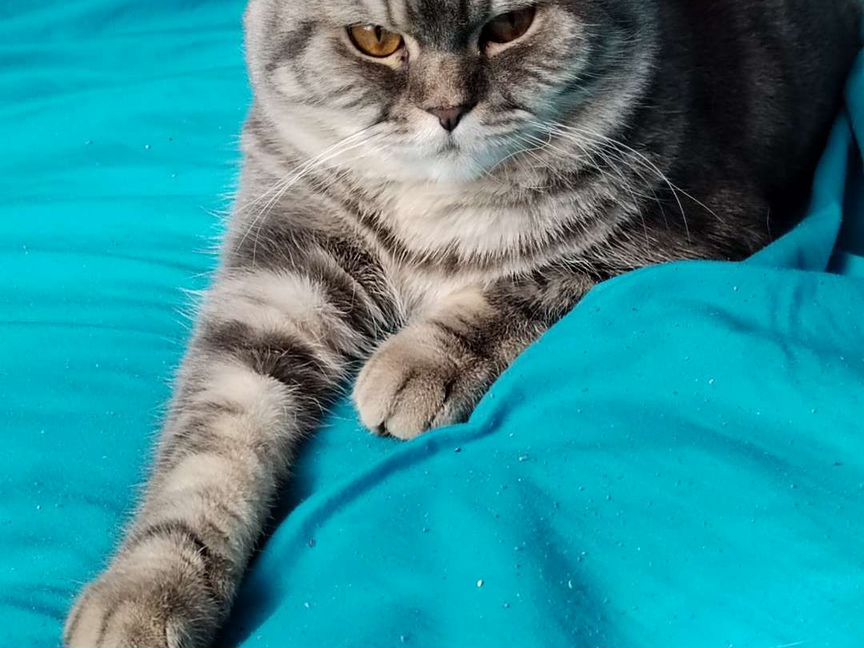 Шотландский кот вязка