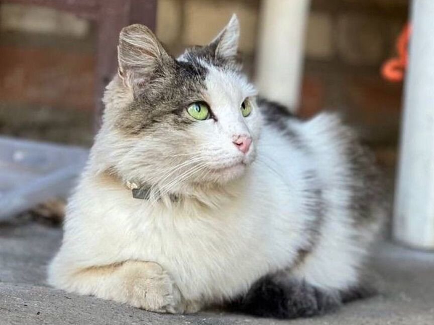 Ласковыый Бывше-домашний котик Кузя бело серый