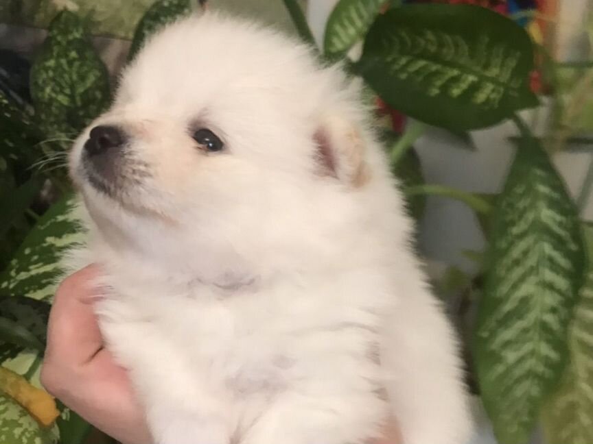 Щенки немецкого шпица