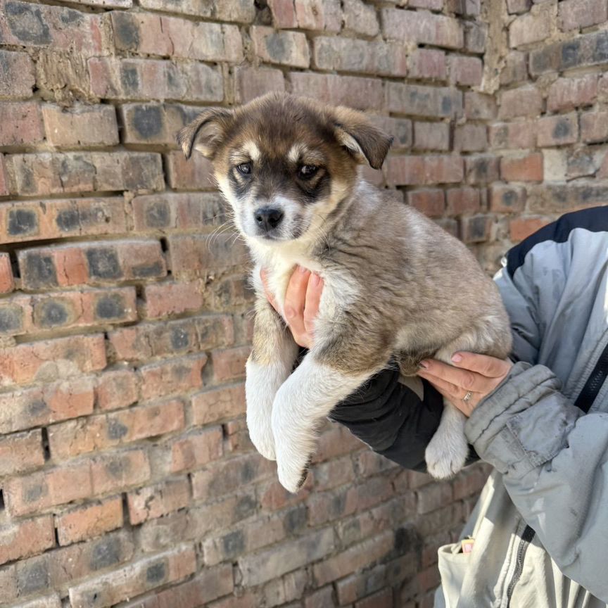 Щенок в добрые руки