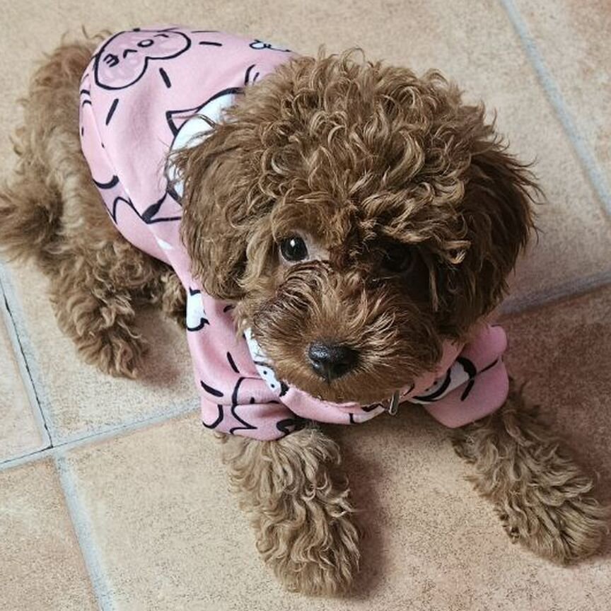 Той-пудель, щенок